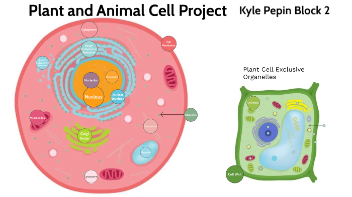 Plant and animal cell project by KYLE PEPIN on Prezi