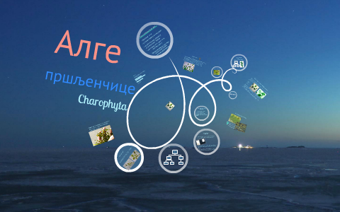 Алге пршљенчице by Marija Ralevic on Prezi