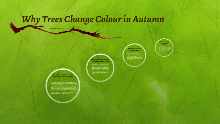 Why Trees Change Colour in Autumn by Jack Rathmell on Prezi