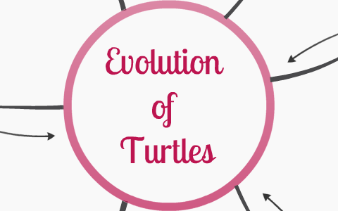 Evolution of turtles :D by Katie Brewster on Prezi