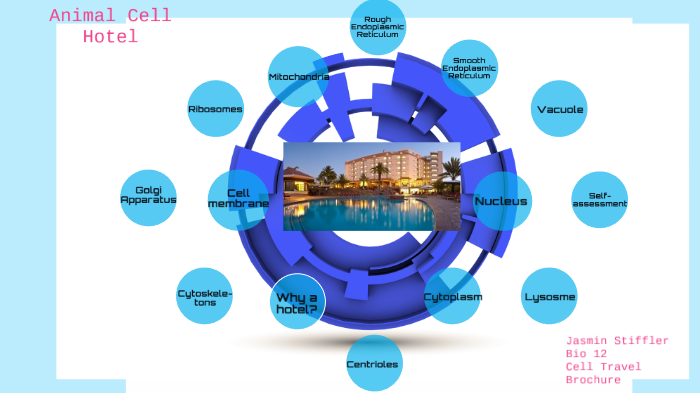 Animal Cell Brochure by Jasmin Stiffler on Prezi