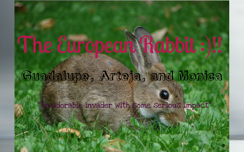 Invasive Species: European Rabbit! by Arteja Smith