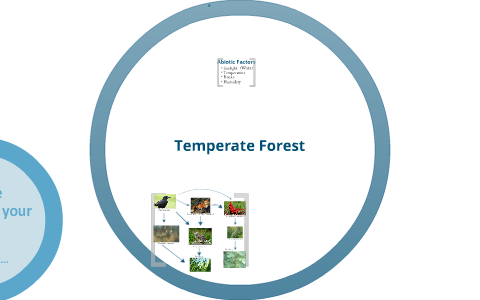 Temperate Forest Food Chains by Cole Slayton on Prezi