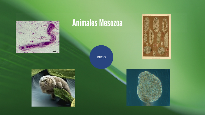Animales Mesozoa by Jean Franco Carrasco on Prezi