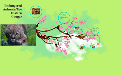 Endangered Animals: The Eastern Cougar by Jasmine Jones on Prezi
