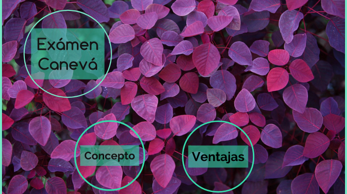 Canevá by Sofía Cáceres on Prezi