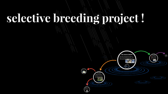 selective breeding project by Marley Perez on Prezi