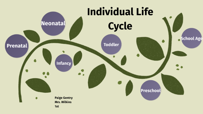 Individual Life Cycle by Paige Gentry on Prezi