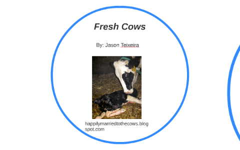 Fresh Cows by Jason Teixeira