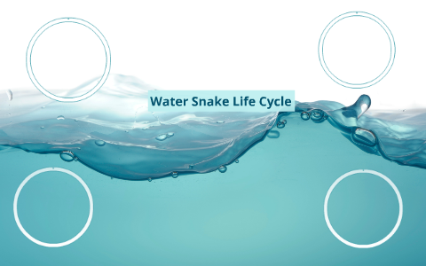 Water Snake Life Cycle by Seth To'o on Prezi