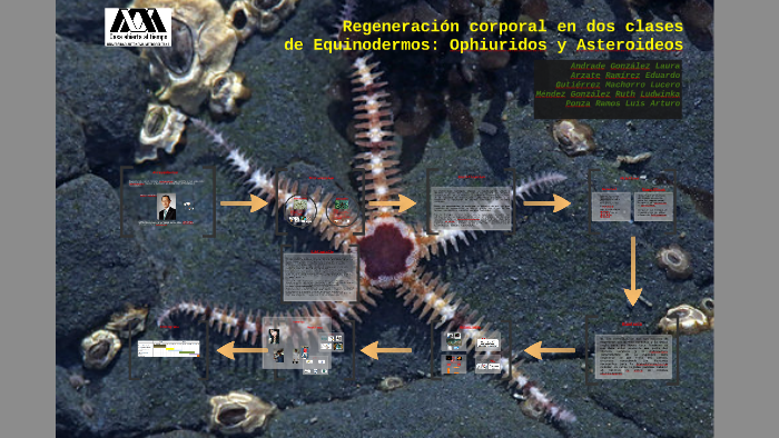 Regeneración corporal en dos clases de Equinodermos: Ophiuri by luis ...
