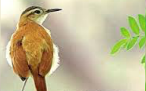 EL CHILALO by floreslid yajahuanca ticliahuanca on Prezi