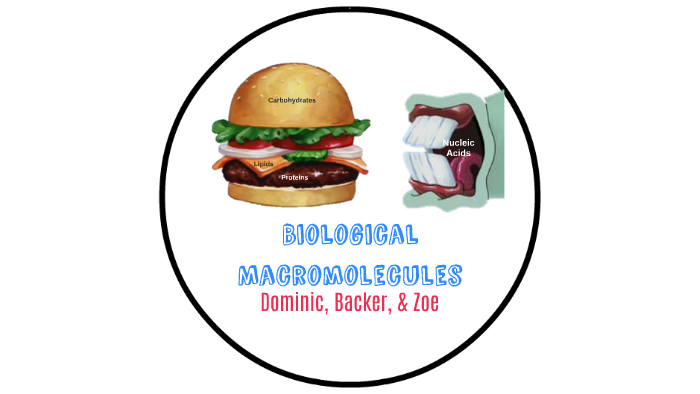 Biological Macromolecules by Zoe Corrigan on Prezi