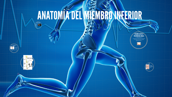 anatomia del miembro inferior by juan ramirez on Prezi