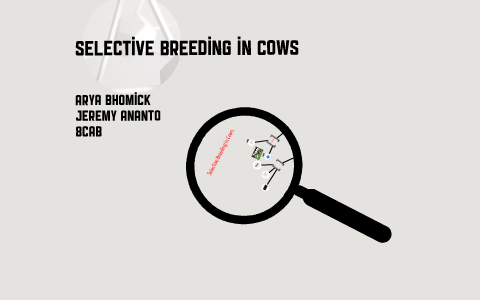 Selective Breeding in Cows by Jeremy Ananto on Prezi