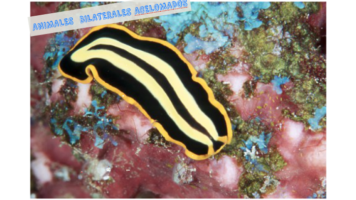 ANIMALES BILATERALES ACELOMADOS by pamela sanchez on Prezi