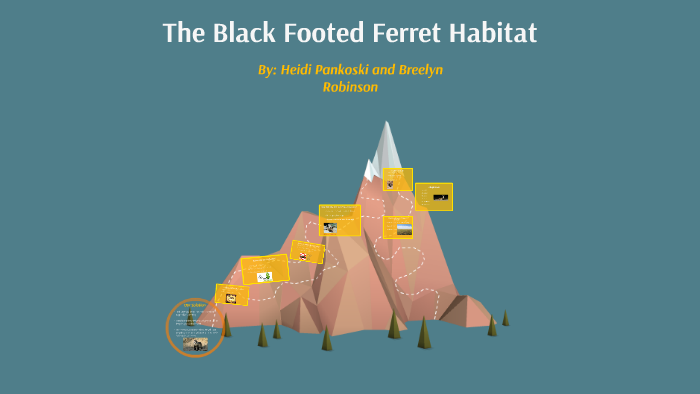 The Black Footed Ferret Habitat by Breelyn Robinson on Prezi