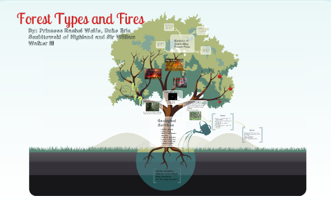Forest Types and Fires by Rachel Wolfe on Prezi