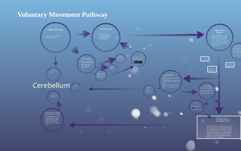 Voluntary Movement Pathway by John Ramos on Prezi