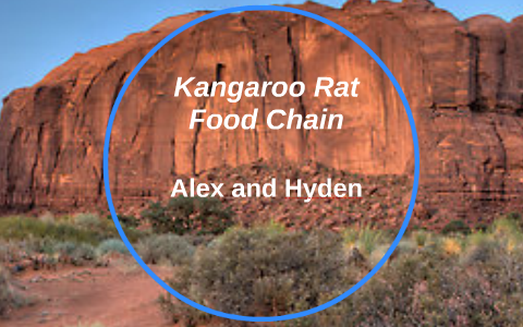 Kangaroo Rat Food Chain by Gaelstudent7 Holy Cross on Prezi