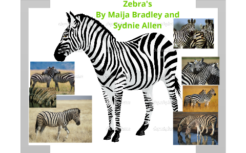 Zebra Presentation by Sydnie Allen on Prezi