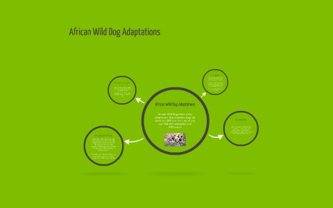 African Wild Dog Adaptations by Allison Hinton on Prezi