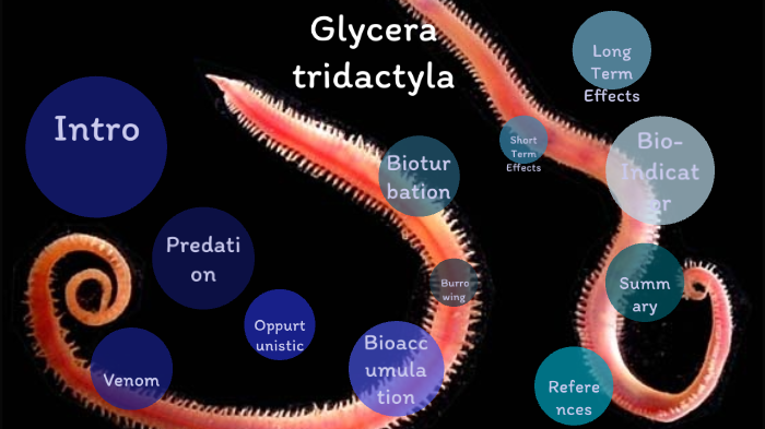 Glycera by Molly Bacon on Prezi