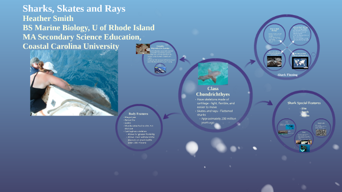 Sharks, Skates and Rays by Heather Smith