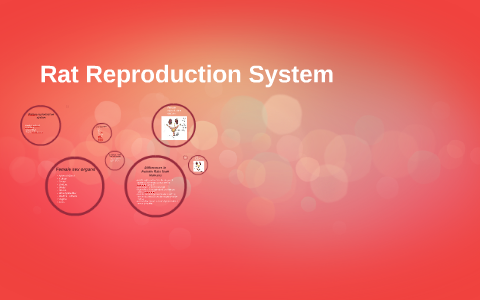 Rat Reproduction System by gabriela krochmal on Prezi