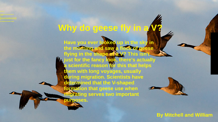 Why do geese fly in a V by Mitchell Beauvais on Prezi