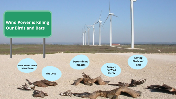 Wind Energy vs Birds and Bats by Lily Roberti on Prezi