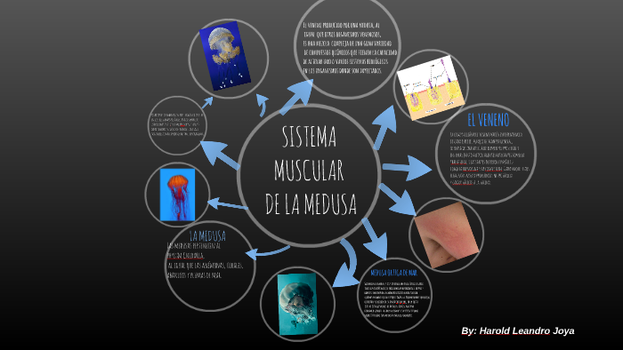 Sistema Muscular De La Medusa by Vanessa Joya on Prezi
