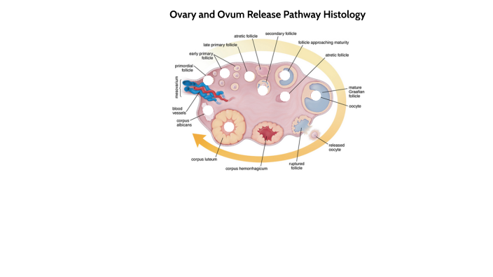 Histology of the Ovary and Ovum Release Pathway by Doug Corsi on Prezi