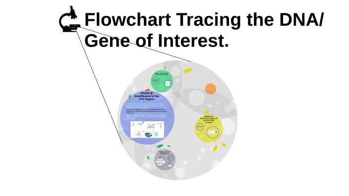 Flowchart Tracing the DNA/Gene of Interest. by carolina gutierrez on Prezi