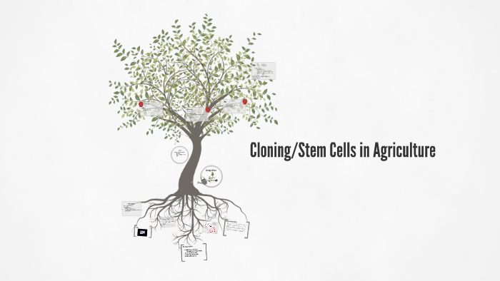 Application of Cloning/Stem Cells in the Field of Agriculture by donna ...
