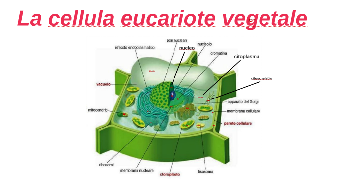 La cellula eucariote vegetale by laura strazzarino on Prezi