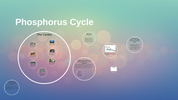 Phosphorous Cycle by Tyler Cornett on Prezi