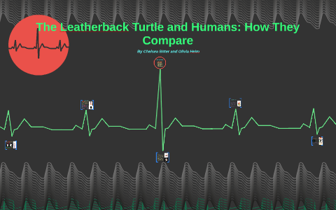 The Leatherback Turtle and Humans: How They Compare by Olivia Heim on Prezi