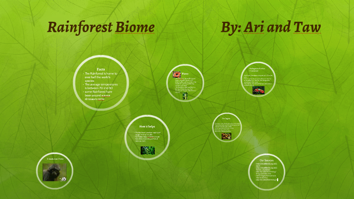 Rainforest Bome by taw reh on Prezi