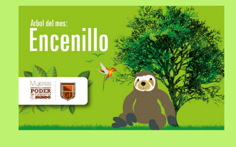 El encenillo se caracteriza por sus hojas de pequeño tamañ by Adriana ...