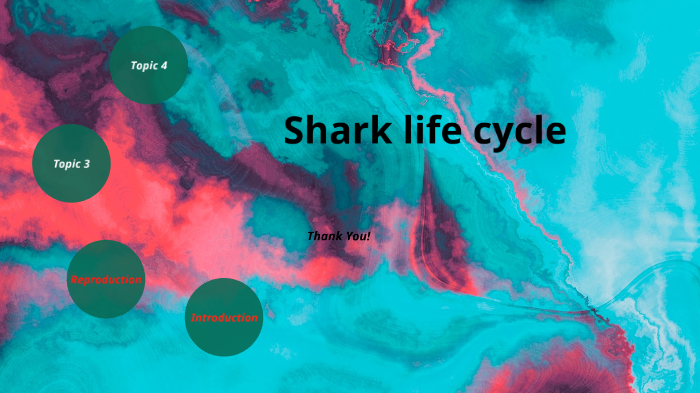 life cycle of shark by rafa daghlas on Prezi