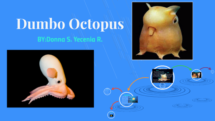 Dumbo Octopus by donna sanchez on Prezi