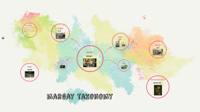 margay taxonomy by maeve chamberlin on Prezi