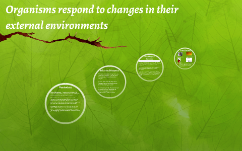 Responses to External Environment by Grace Wakely on Prezi