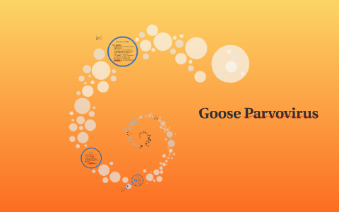 Goose Parvovirus by Christine Reinhart on Prezi