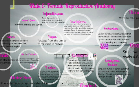 Male Reproductive Anatomy by Julisa Castaneda on Prezi