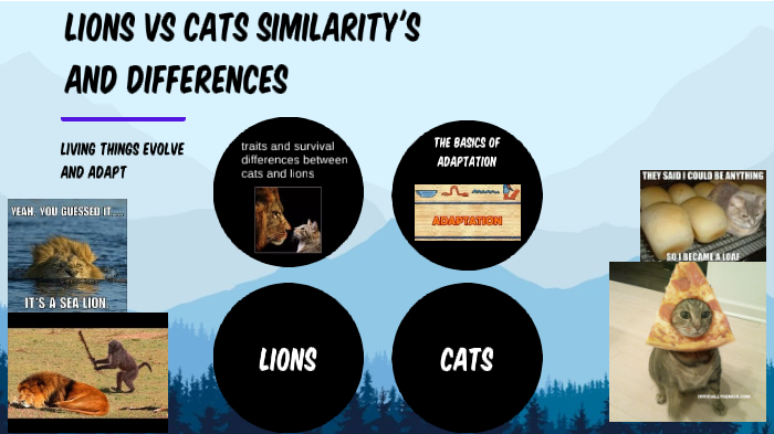 lions vs cats similarity's and difference's by Colby Friesinger on Prezi