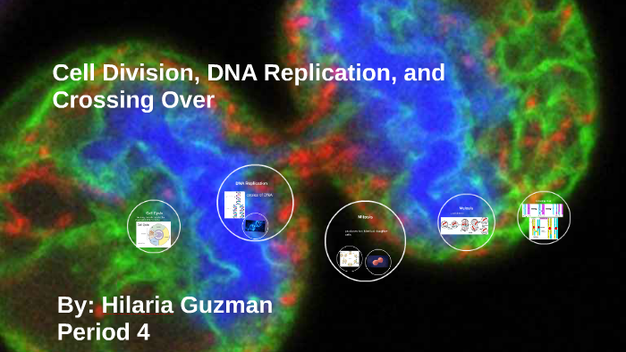Cell Division, DNA Replication, and Crossing Over by Hilaria Guzman on ...