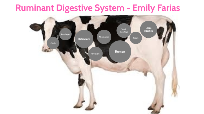 Ruminant digestive system 2 by Emily Farias on Prezi