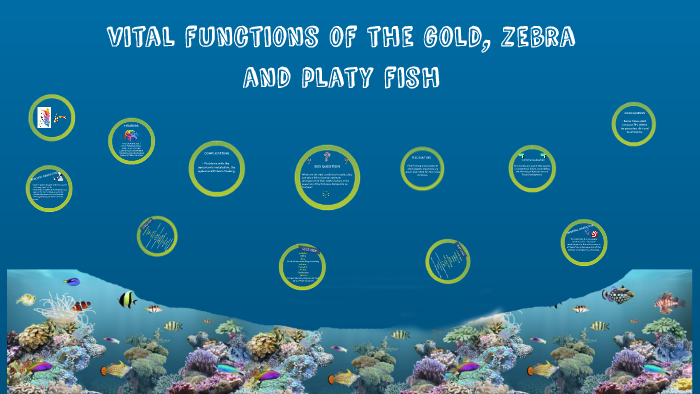 VITAL FUNCTIONS OF ZEBRA, GOLD AND PLATY FISH by on Prezi